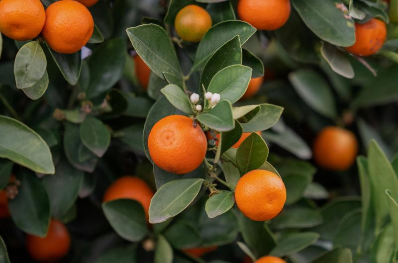 Jak poznat nejsladší mandarinku v obchodě: Jednoduchý trik, který ...